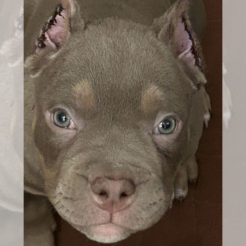 Американский булли, щенок