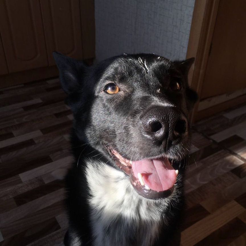 Пёс в добрые руки