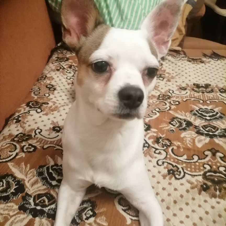 Чихуахуа (вязка)