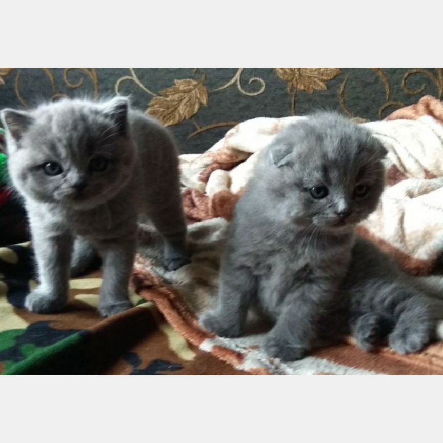 Шотландские вислоухие котята