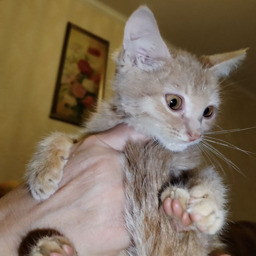 Отдам рыжего котёнка в добрые руки