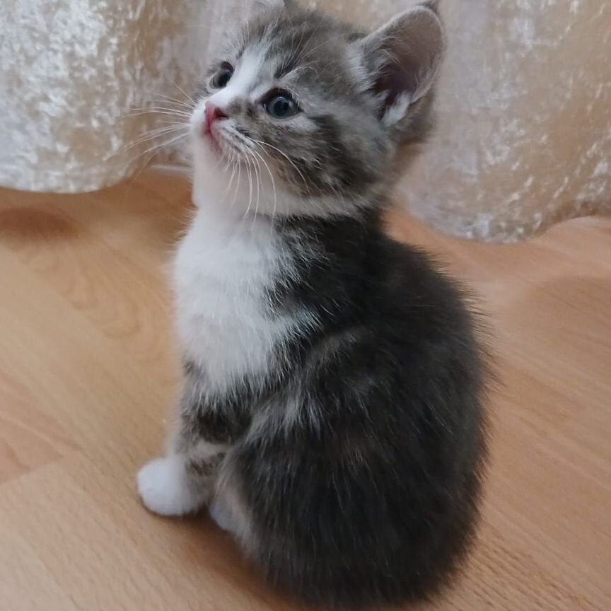 Котёнок в добрые руки