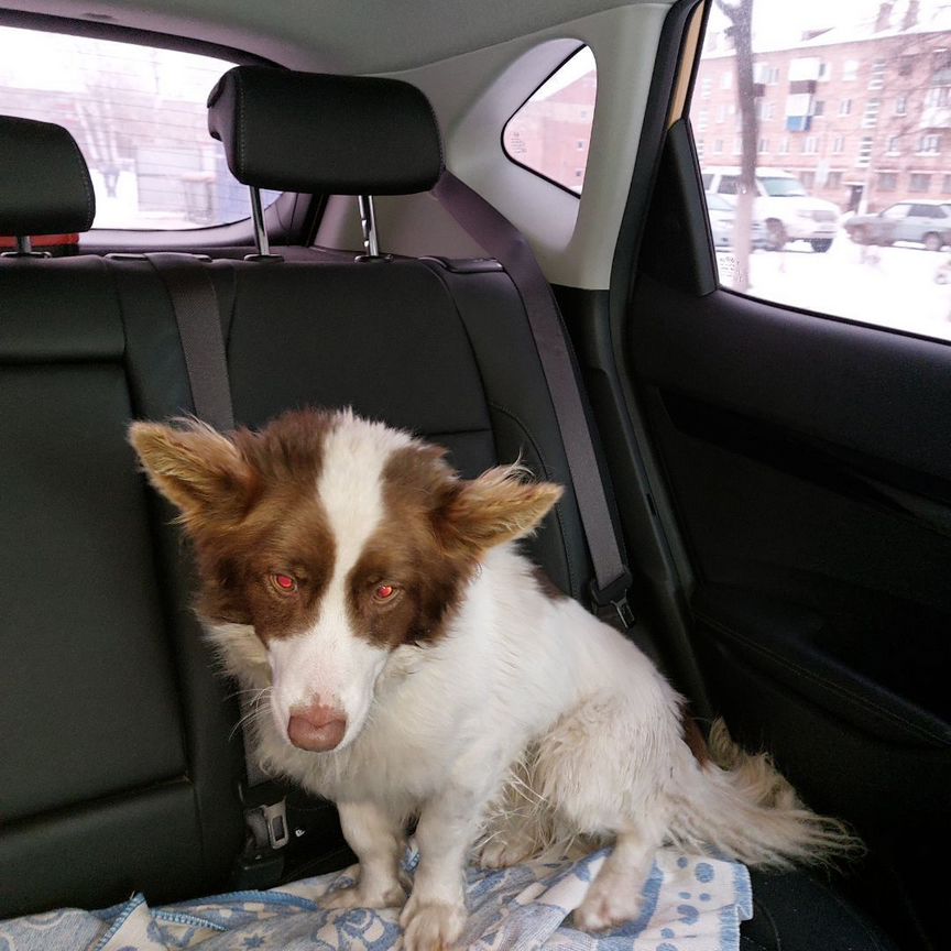 Отдам в хорошие руки,2года.Хороший охранник