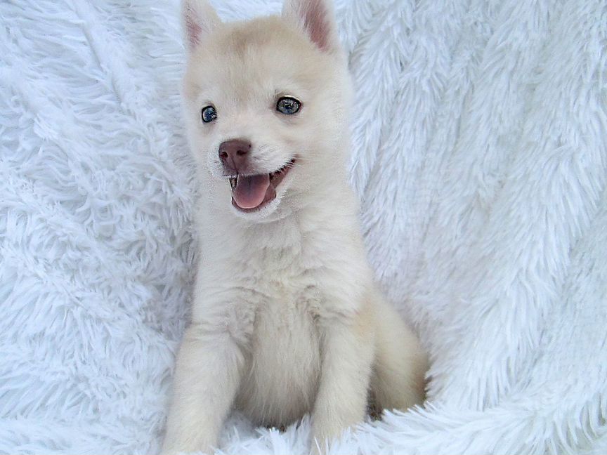 Бэмби ждет мамочку.Помски миник