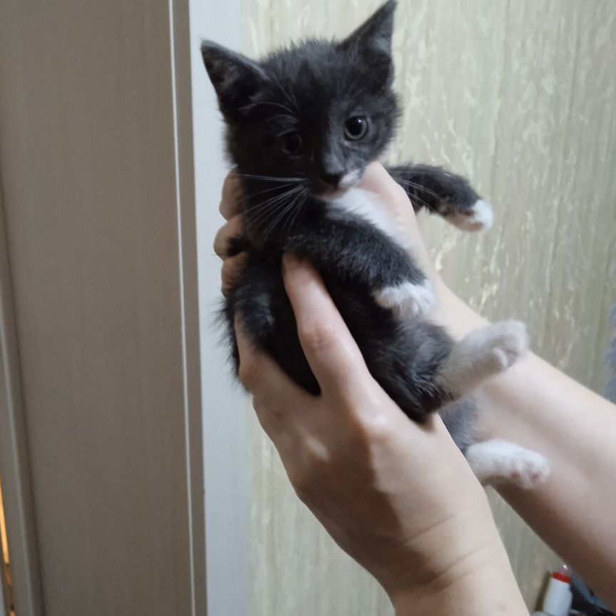 Котенок