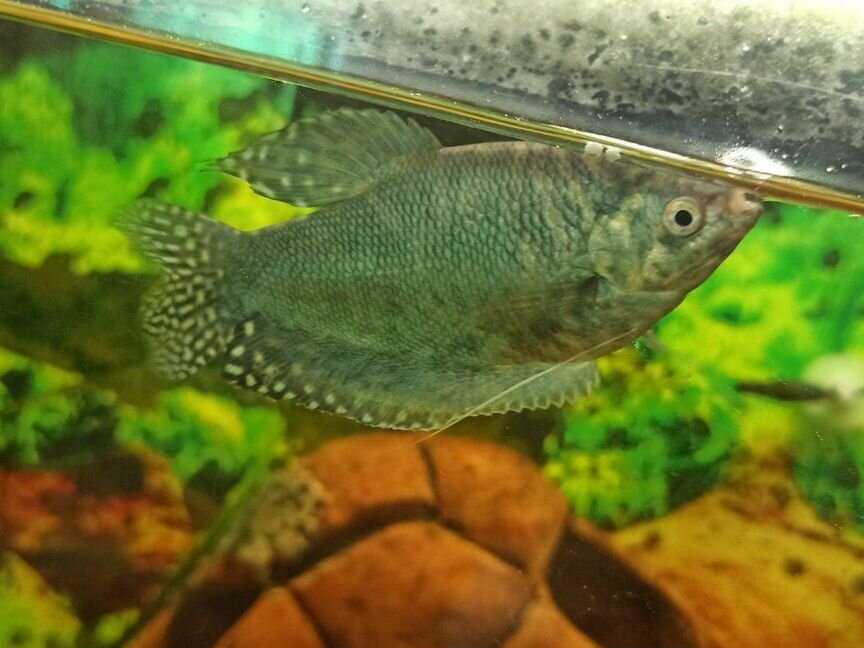 Аквариумные рыбки бесплатно