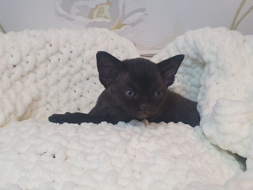 Клубные котята Девон-рекс