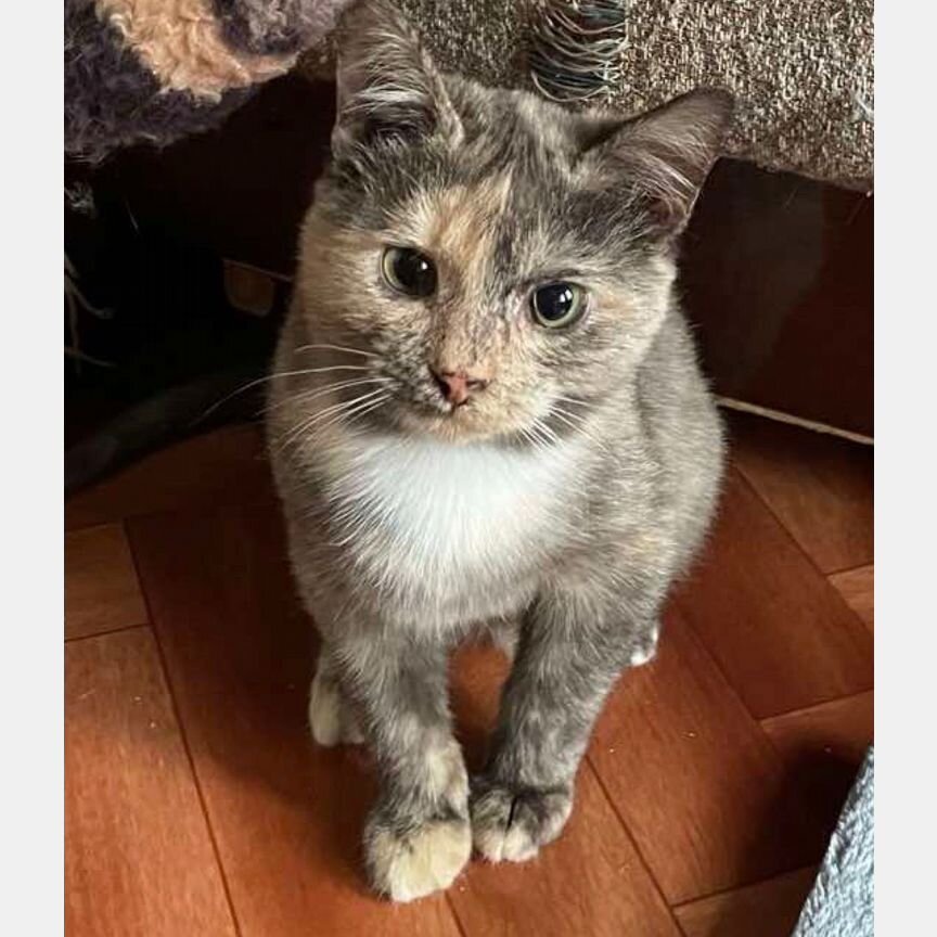 SOS малышки-котята выброшены на улицу