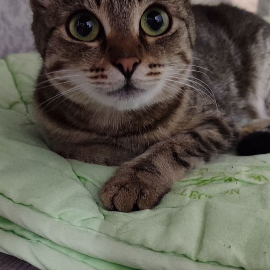 Замечательная кошечка