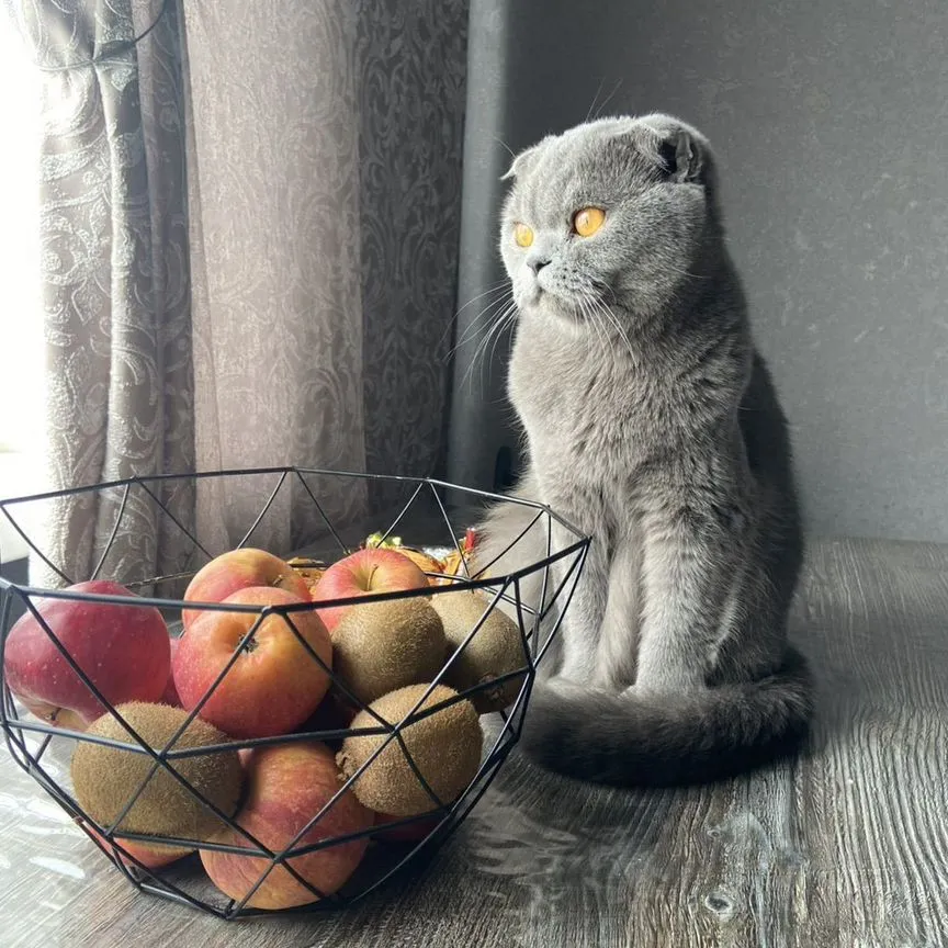 Отдам кошку в добрые руки