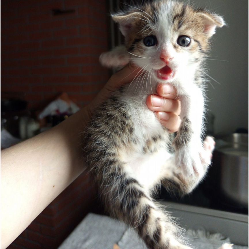 Домашние животные котята бесплатно