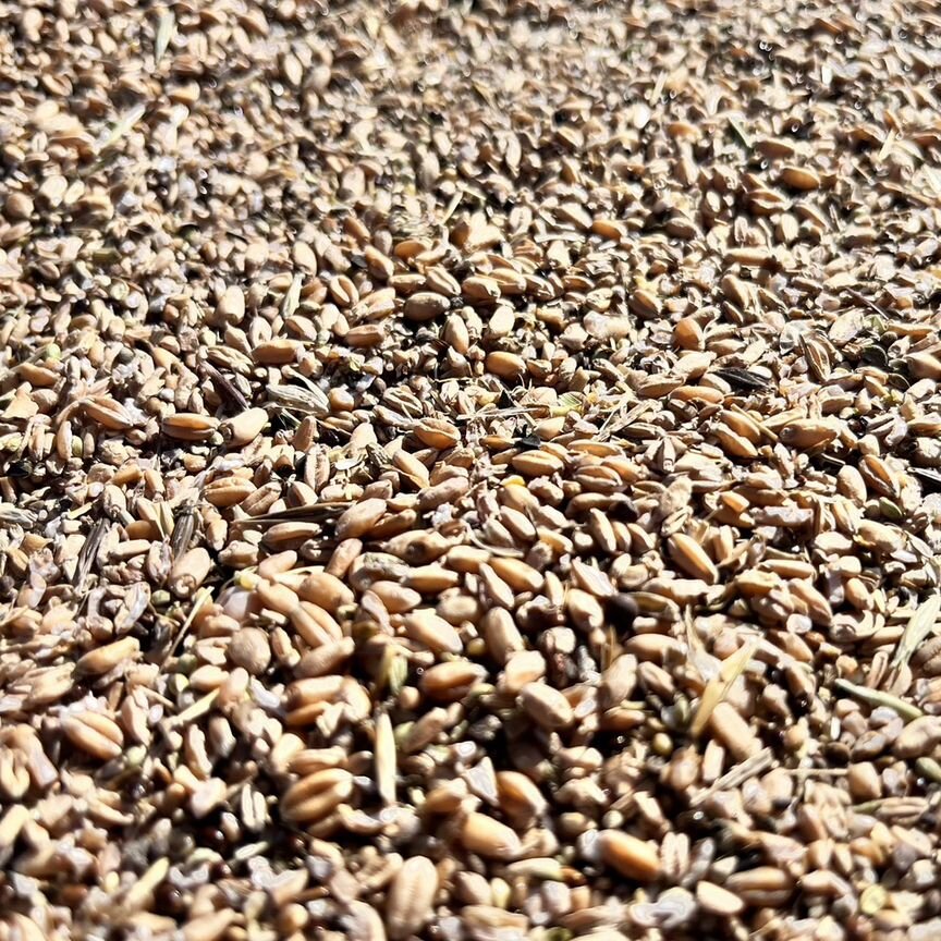 Зерноотходы пшеничные