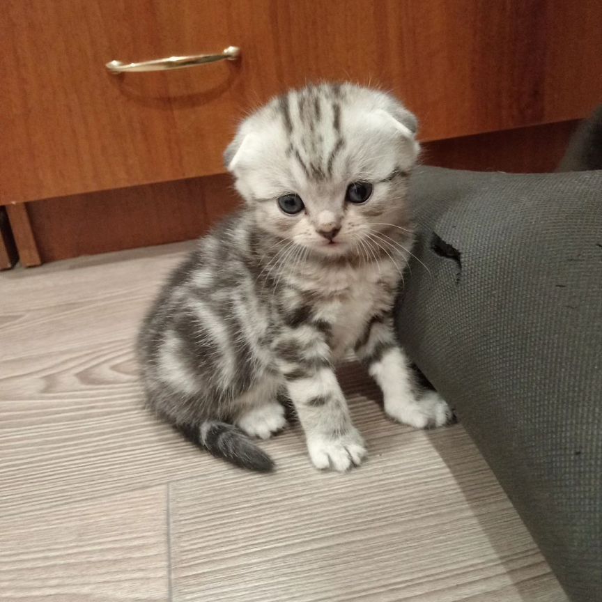 Шотландская