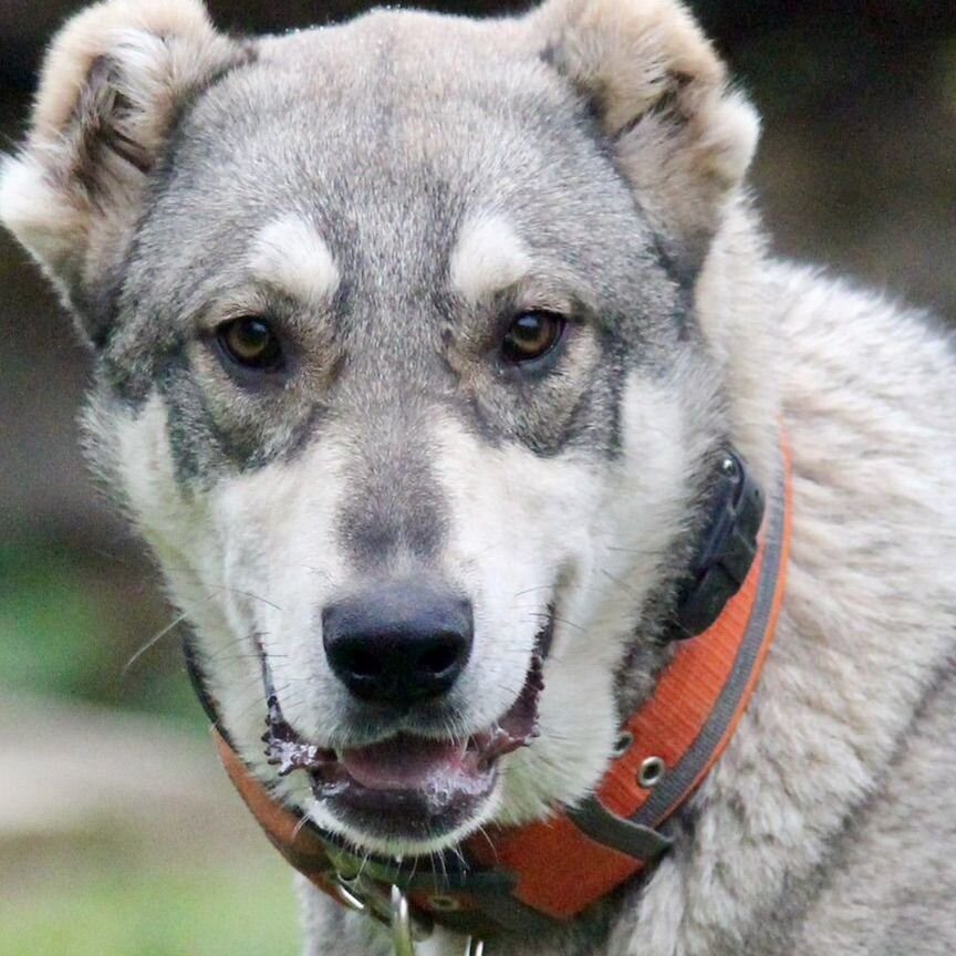 Среднеазиатская овчарка, щенок