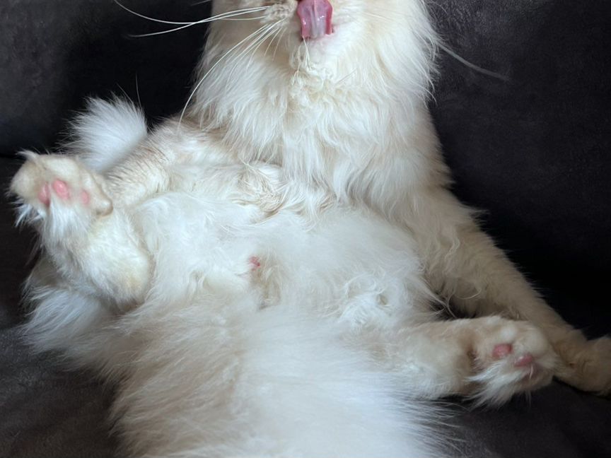 Мейн-кун вязка