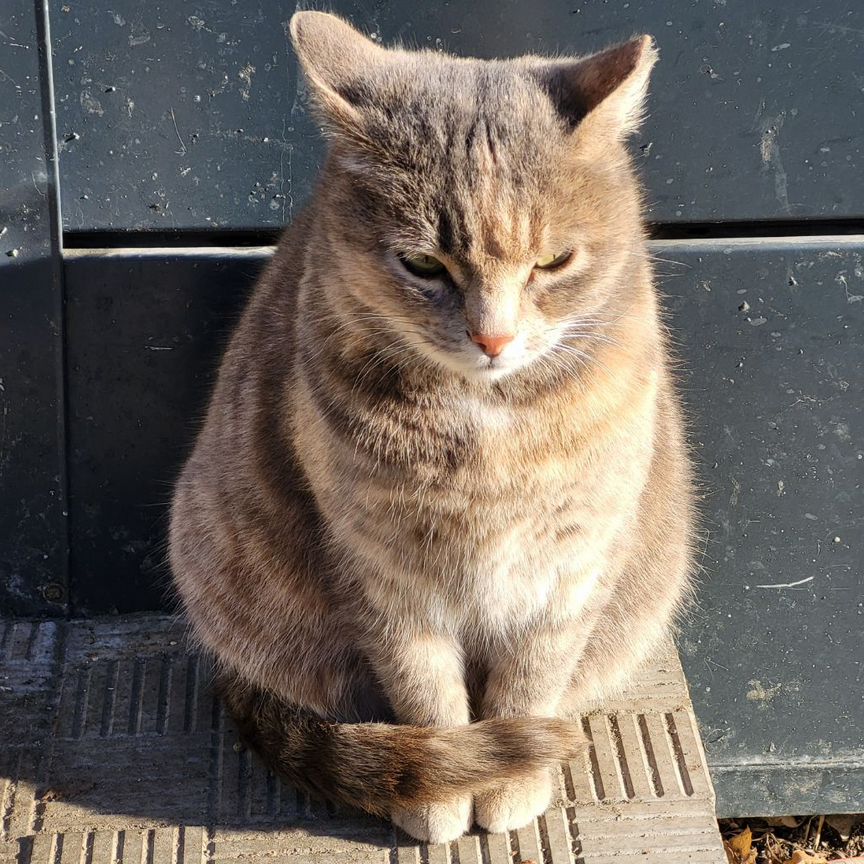 Взрослая кошка в добрые руки