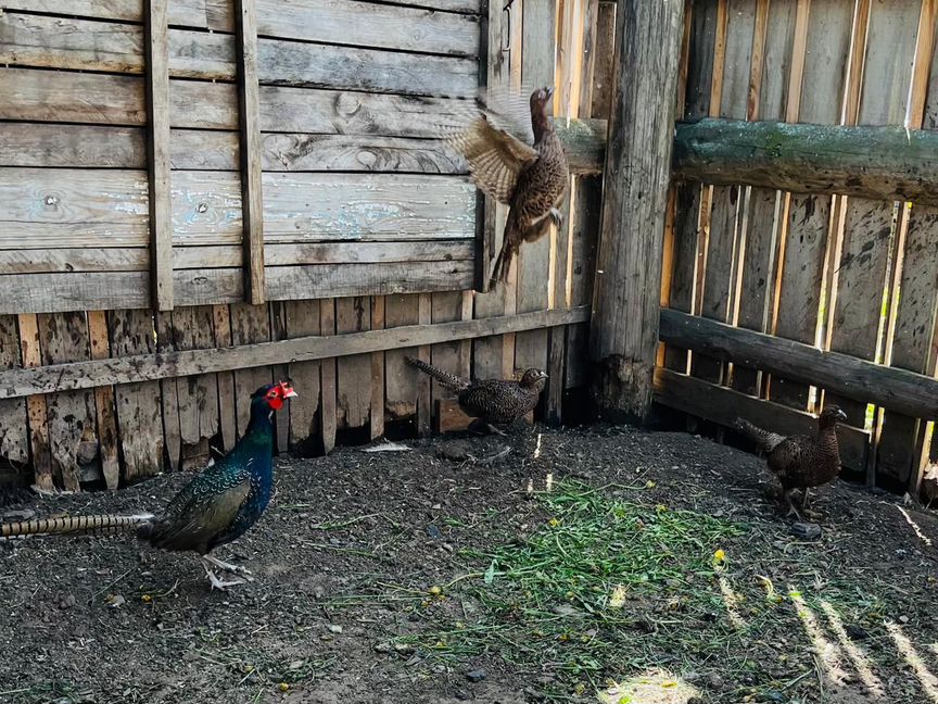 Семья фазанов