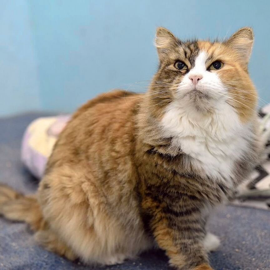 Солнечная Гелла ищет дом