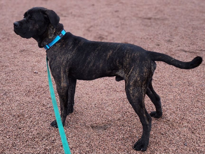 Кане корсо ищет новый дом