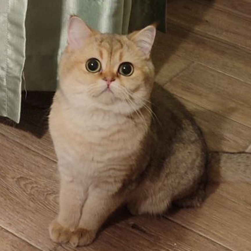 Шотландская кошечка