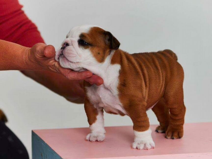 Английский бульдог