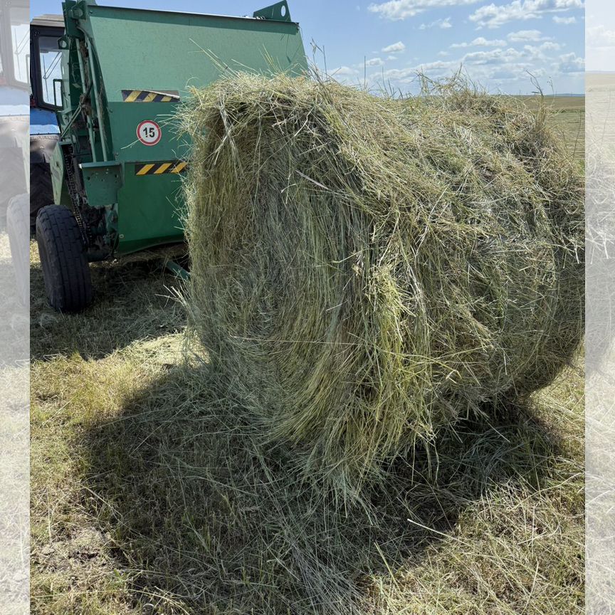 Продам сено в рулонах