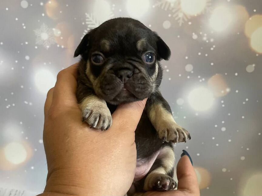 Французский бульдог мини. мальчик и девочка какао