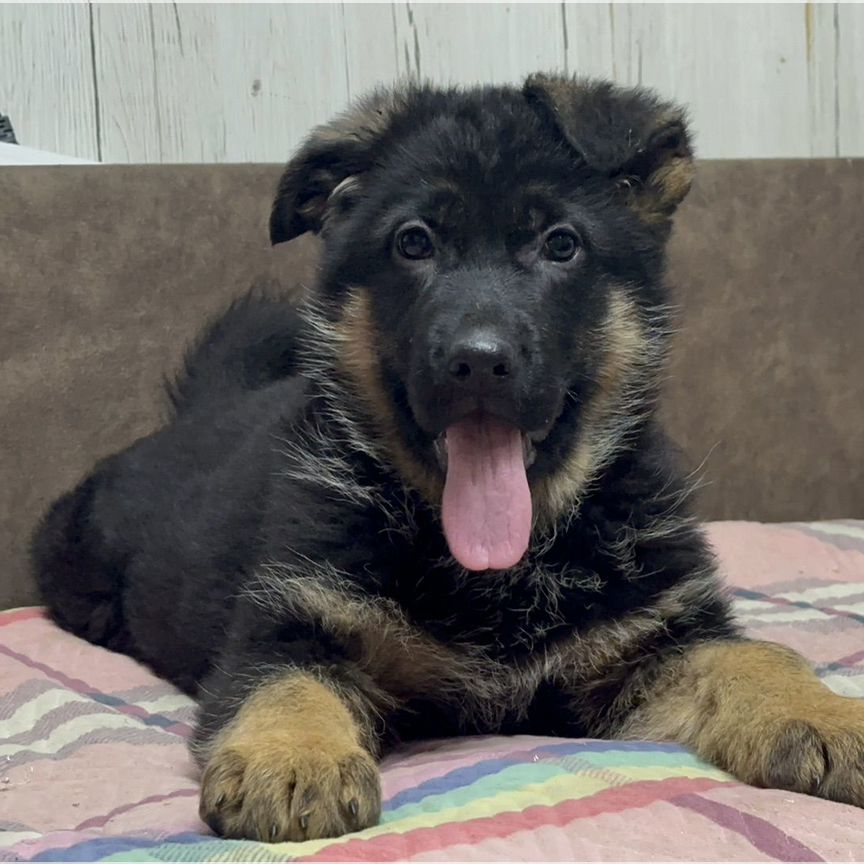 Немецкая овчарка, щенок