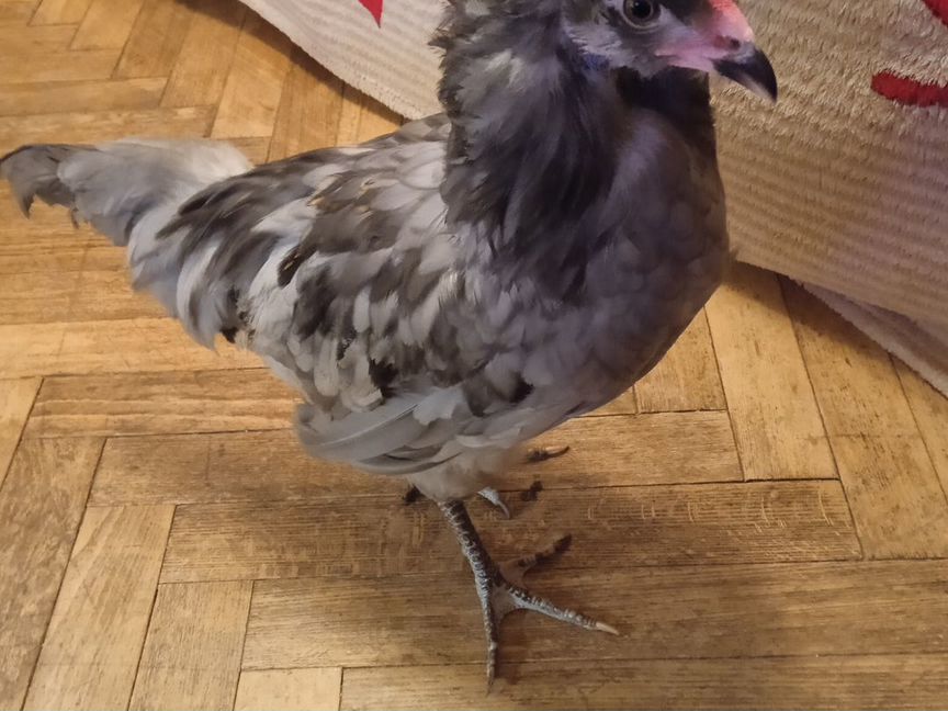 Петушки амераукана