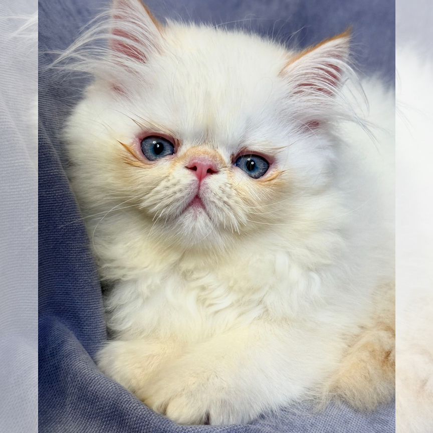 Персидский котёнок