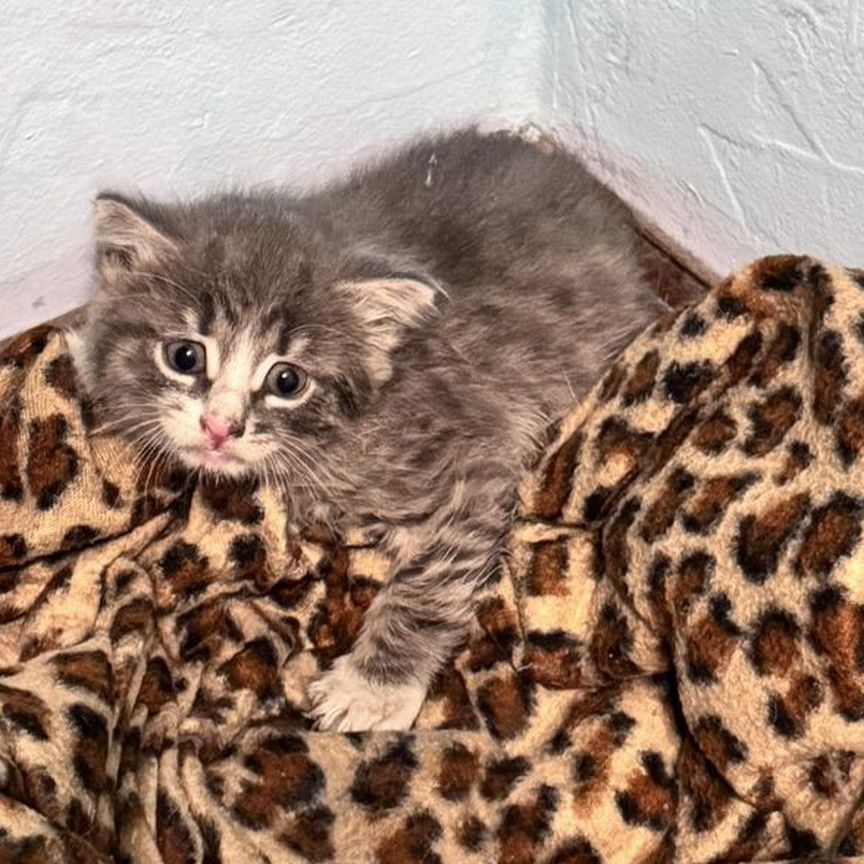 Котёнок в добрые руки