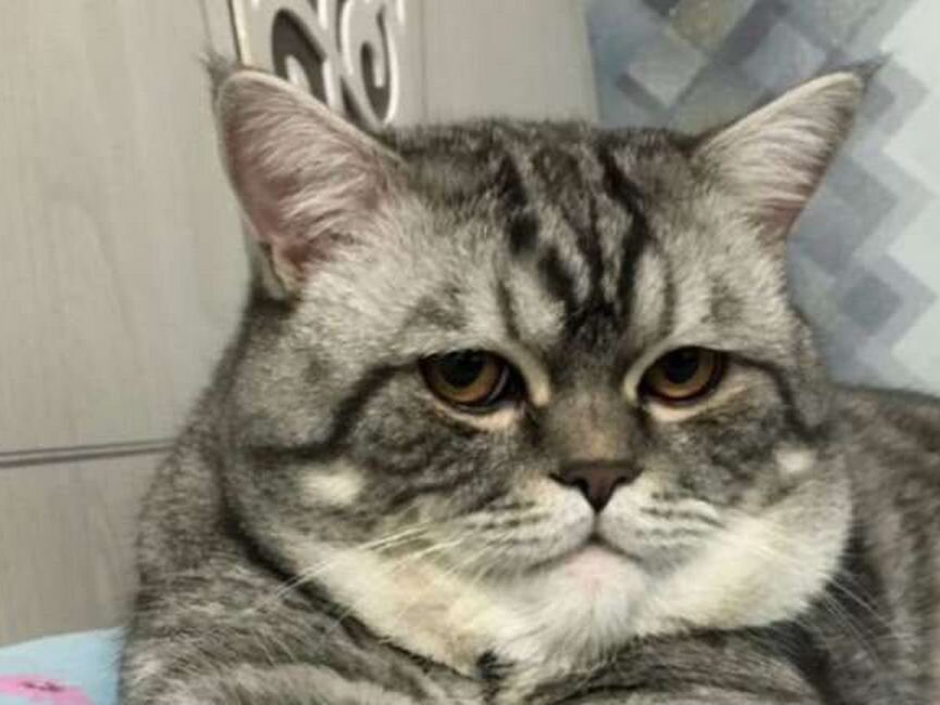 Кошки котята британские