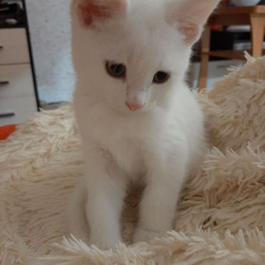 Белый котёнок