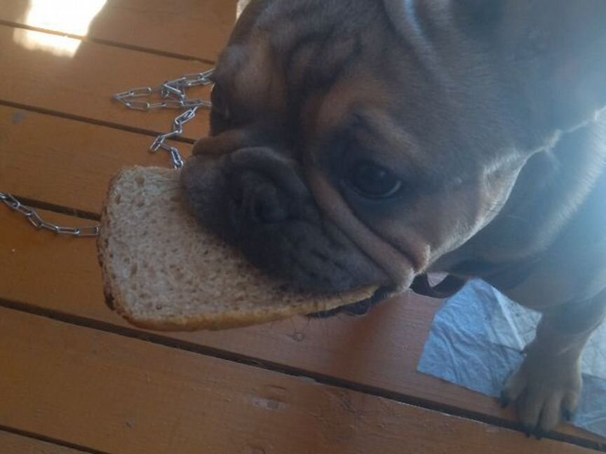 Французский бульдог