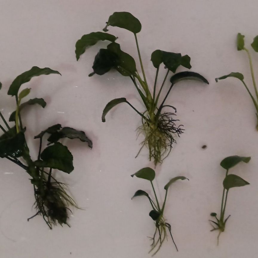 Анубиса,валиснерия