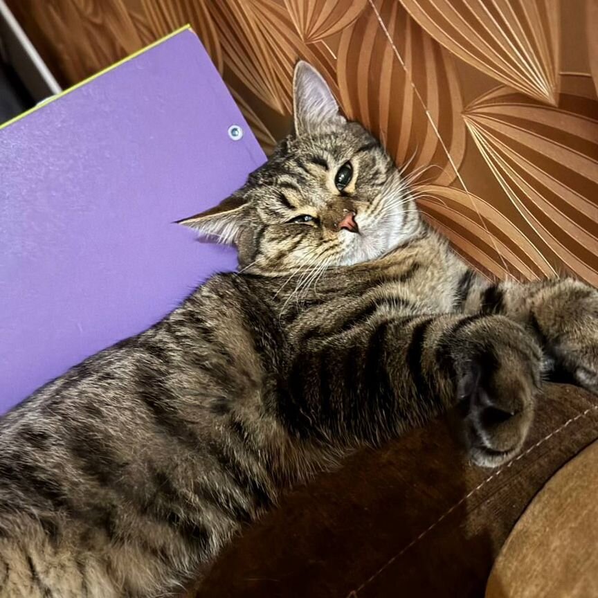 Отдам кота 6 месяц с лотком