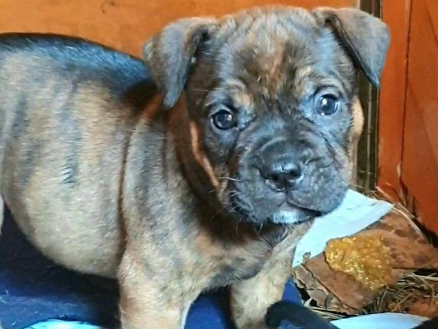 Американский булли