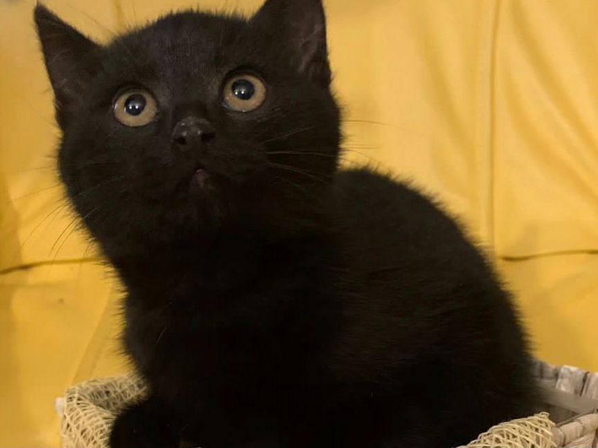 Милый котенок ищет дом