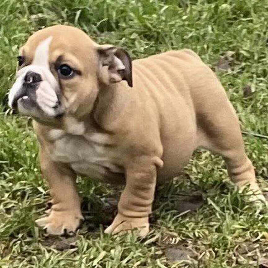 Английский бульдог, щенок