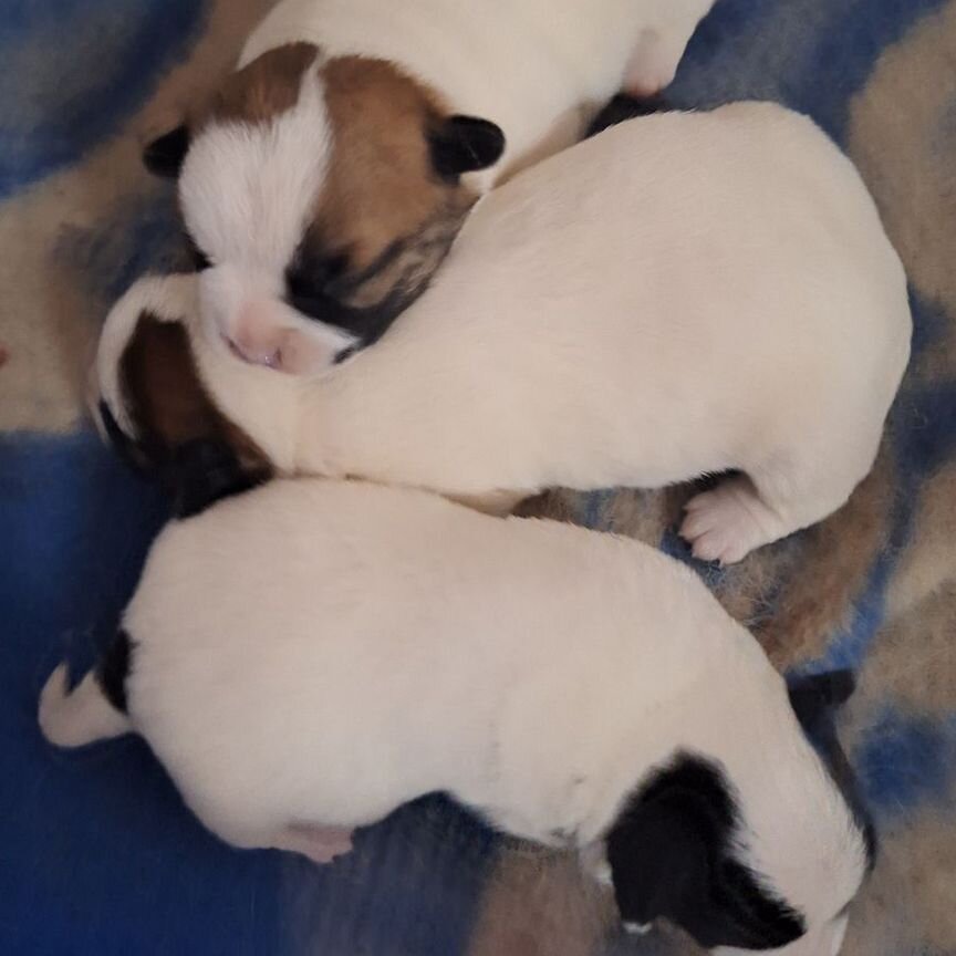 Джек-рассел-терьер, щенок