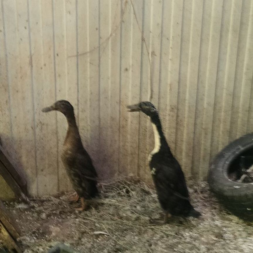 Утки индийский бегунок