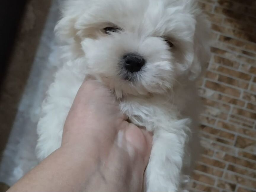 Девченки мальтезе РКФ