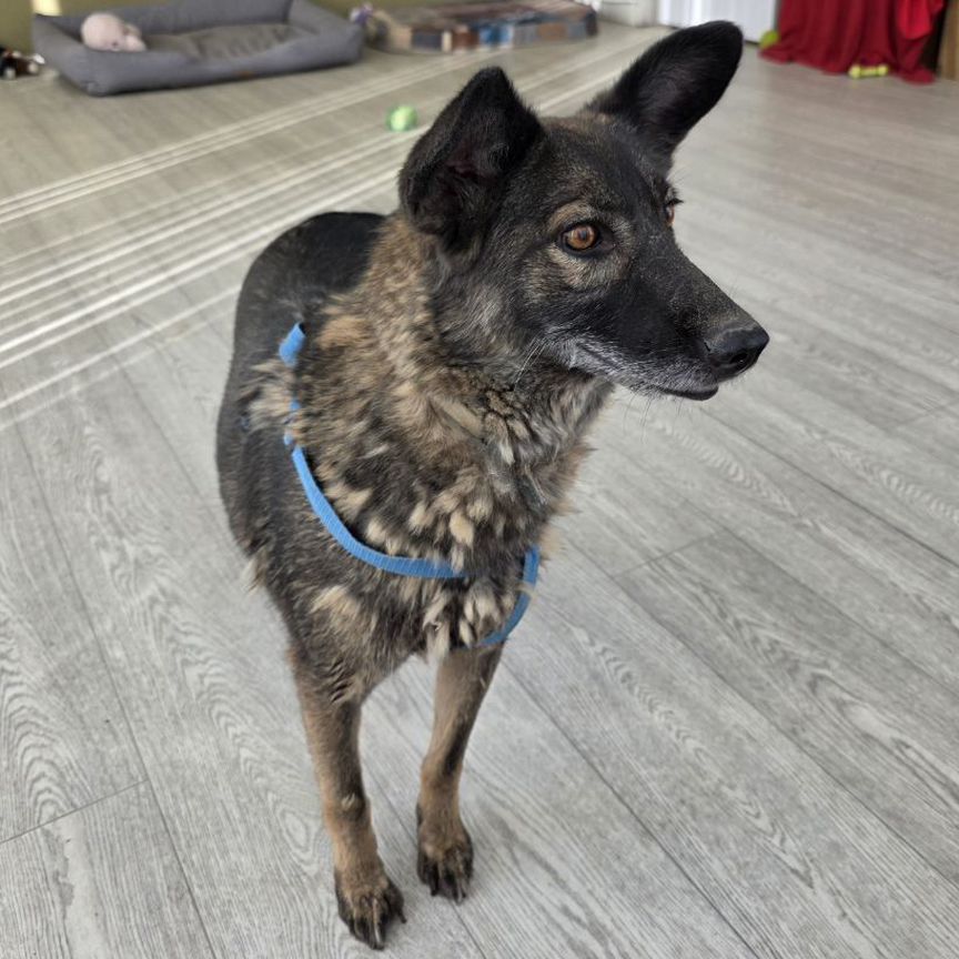 Взрослая собака в добрые руки