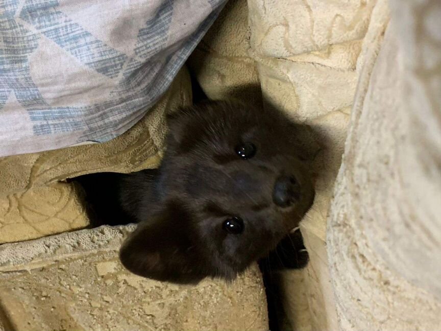 Хорек,норка,соболь,белка,ласка,енот