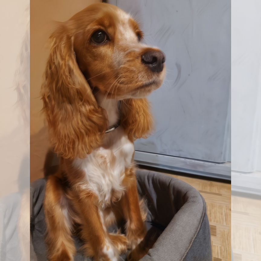 Английский кокер-спаниель, щенок