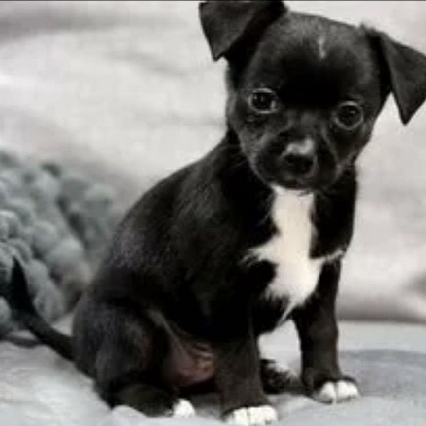 Чихуахуа, щенок