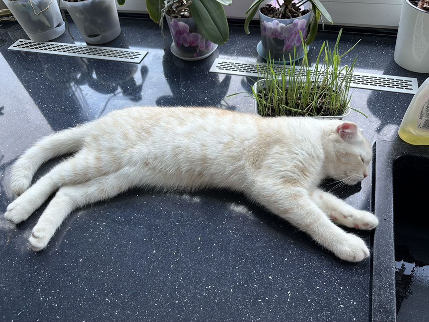 Шотландский вислоухий кот