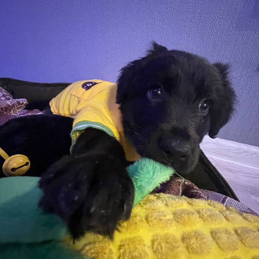 Щенок в добрые руки