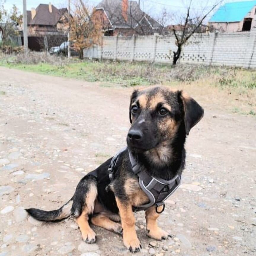 Дора ищет дом