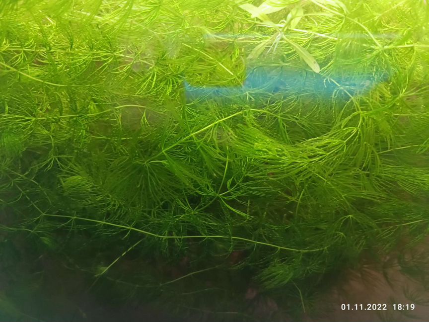 Роголистник аквариумное растение на обмен